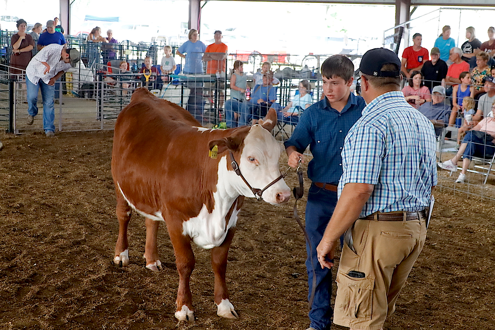 Jasper County 4-H Fair: Beef Show Results and Photo Gallery – Jasper ...