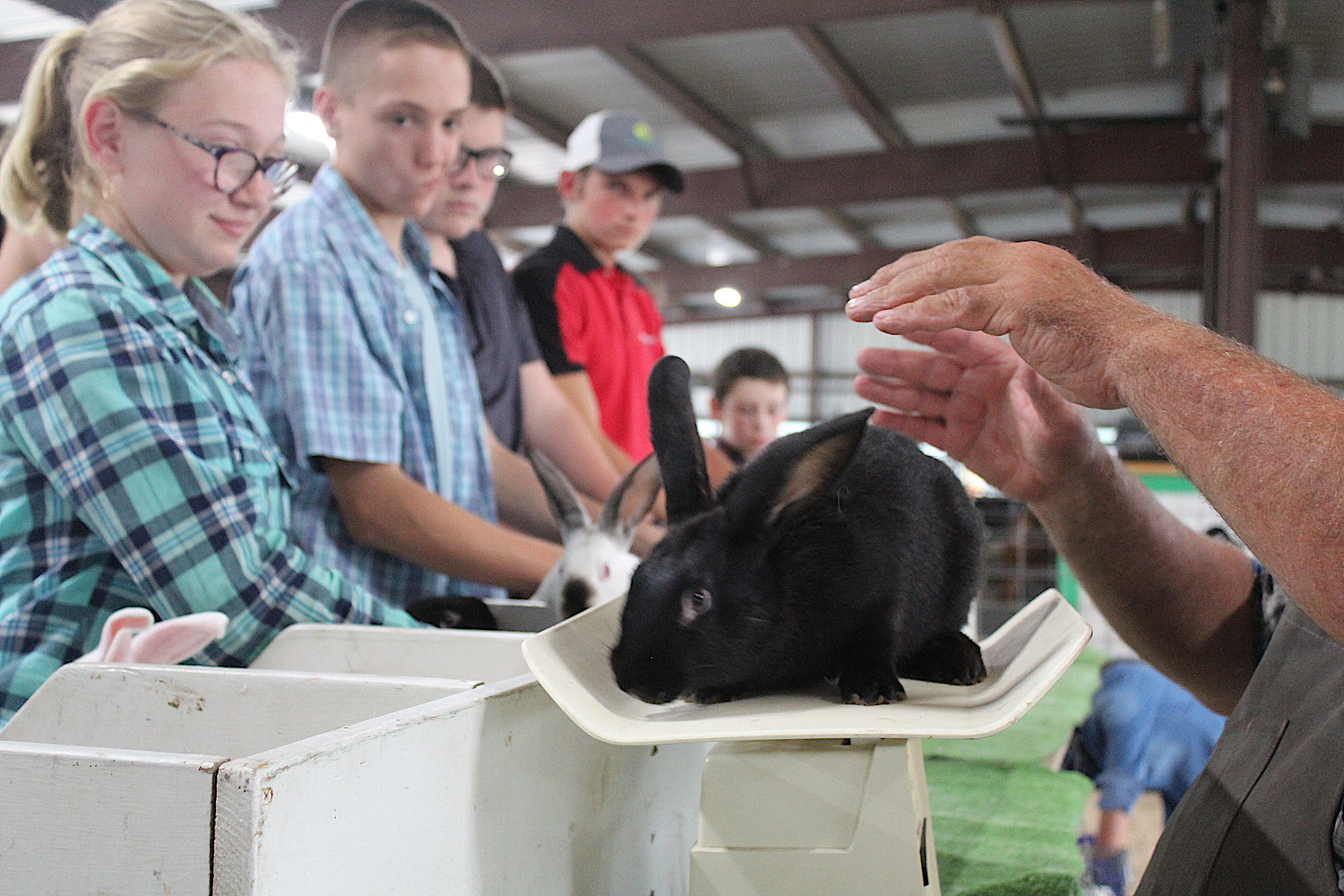 Jasper County 4-H Fair: Rabbit Show Results and Photo Gallery – Jasper ...