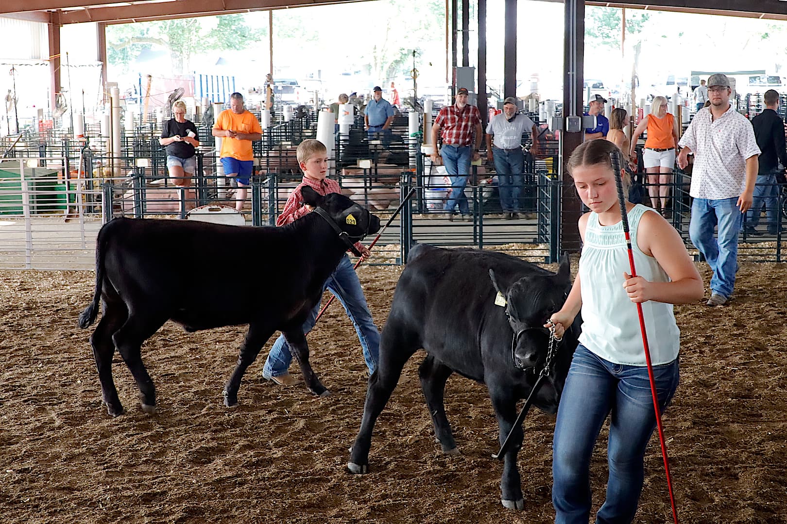 Jasper County 4-H Fair: Beef Show Results and Photo Gallery – Jasper ...