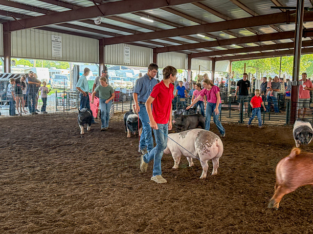 Jasper County Fair: Open Show Results – Jasper County Daily News
