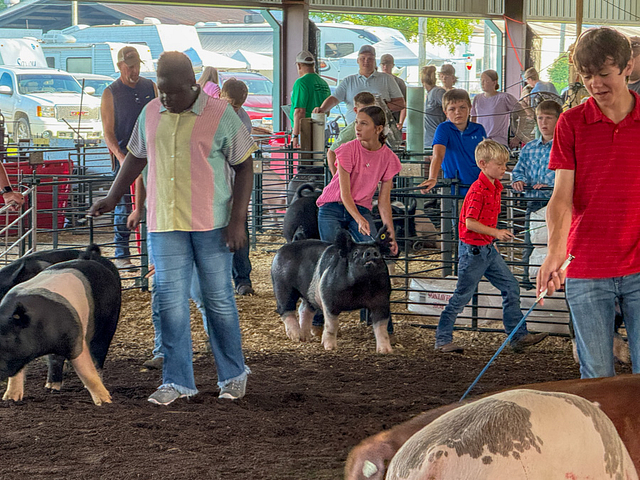 Jasper County Fair: Open Show Results – Jasper County Daily News