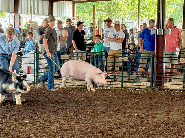 Jasper County Fair: Open Show Results – Jasper County Daily News