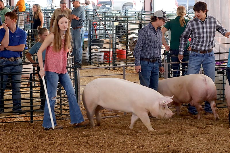 Jasper County Fair: 4-H Swine Show Results and Photo Gallery – Jasper ...
