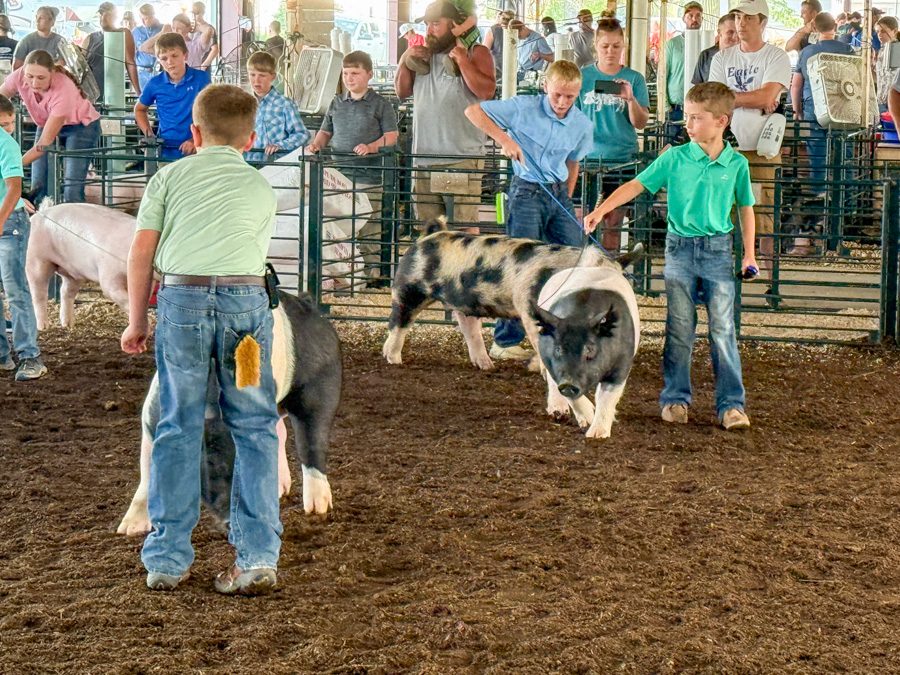 Jasper County Fair: Open Show Results – Jasper County Daily News