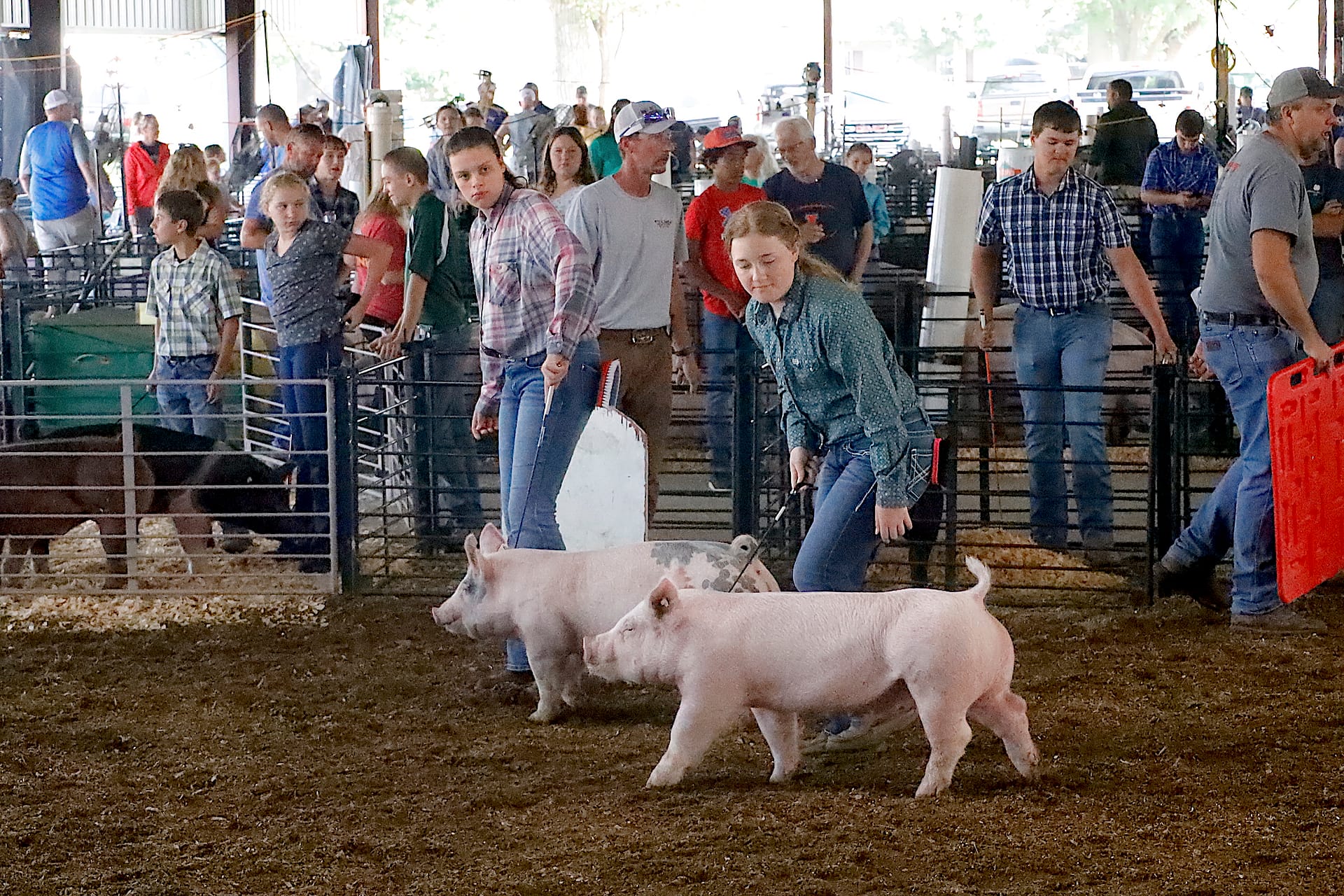 Jasper County Fair: 4-H Swine Show Results and Photo Gallery – Jasper ...